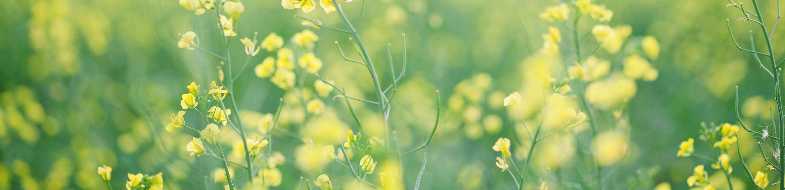 Summer greetings from SMS Teknik - SMS Teknik