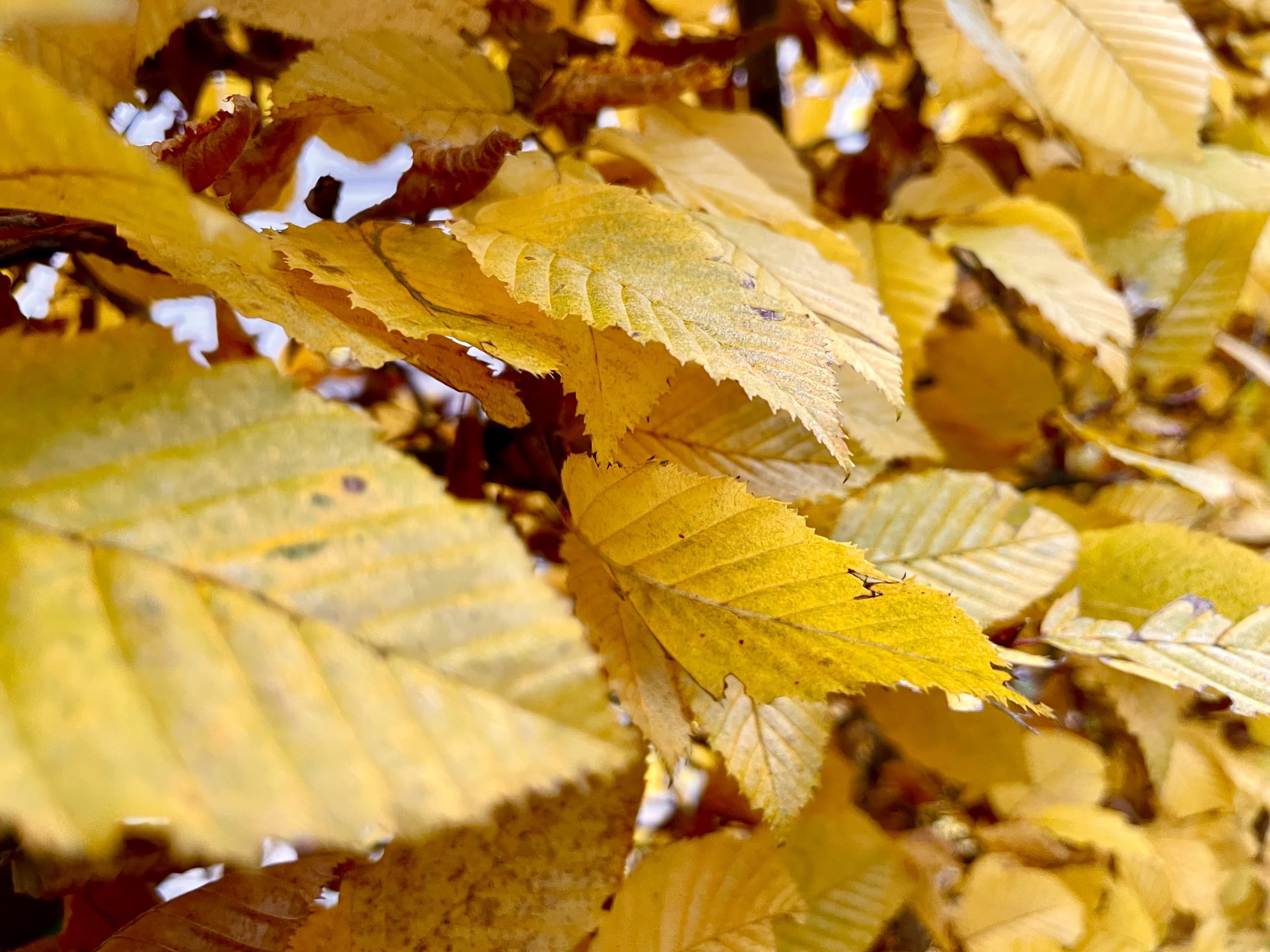 Autumn news - SMS Teknik